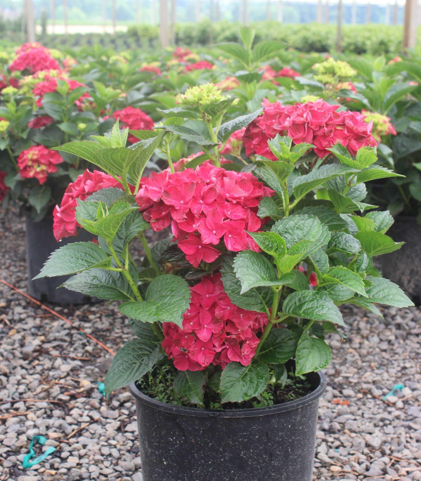 Home [spadafarms.com]