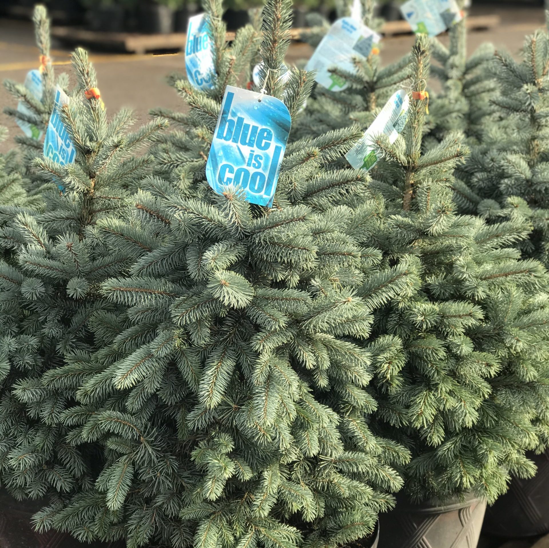 Home - A&R Spada Farms