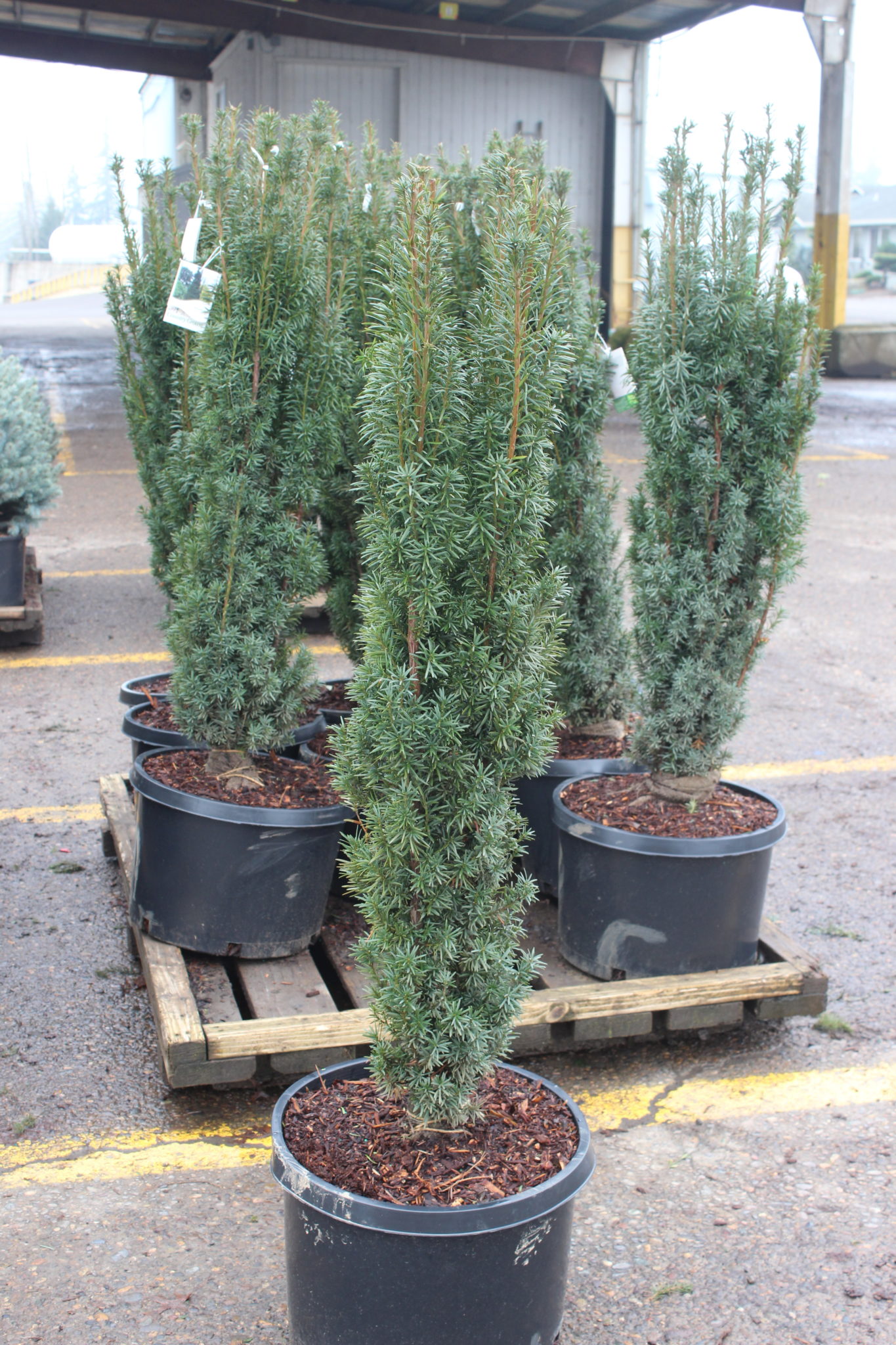 Home [spadafarms.com]